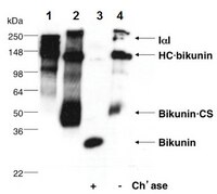 Anti-Bikunin (CP6) | ABT1346